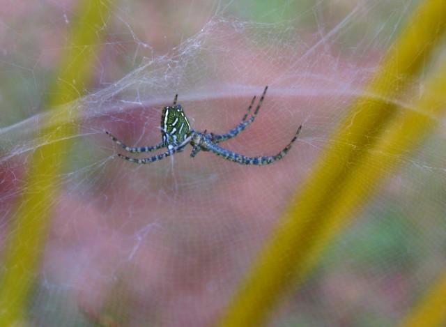 Blake and Deb in Fiji: Fiji Critter Profile - Spiders